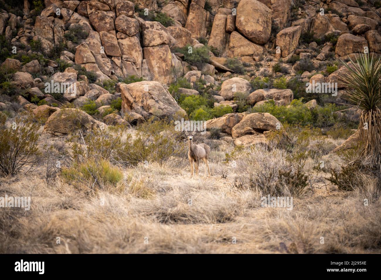 Startled Deer Grazing Below Rocks in the Grapevine Hills of Big Bend ...