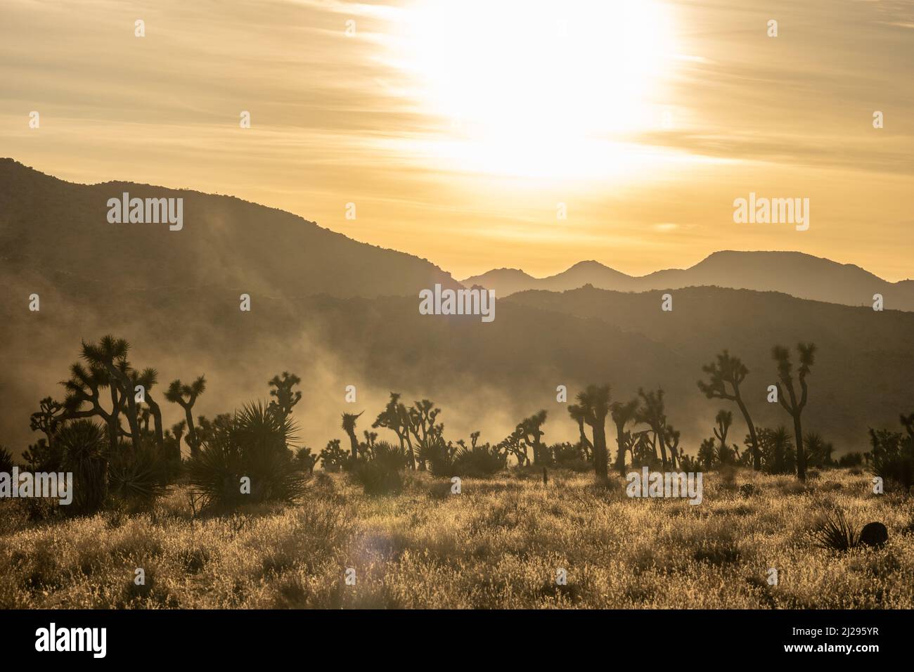 Sun Lights Up the Dust Over Joshua Trees in California Stock Photo - Alamy