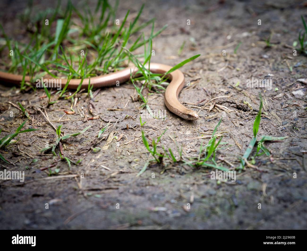 Picture of a anguis fragilis lizard on the ground of Europe. The slow ...
