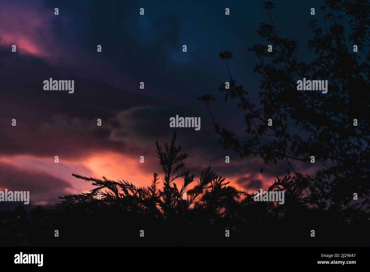 pink and purple toned sunset over the mountains and eucalyptus gum ...
