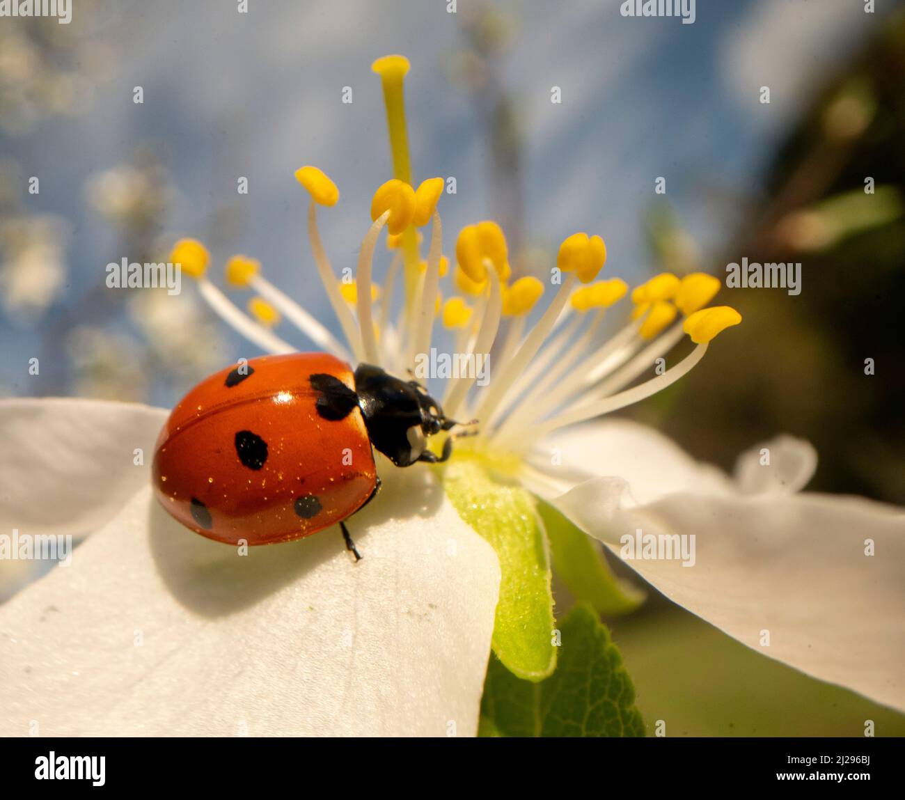 March 30, 2022, Elkton, Oregon, USA: A ladybug forages on a plum ...
