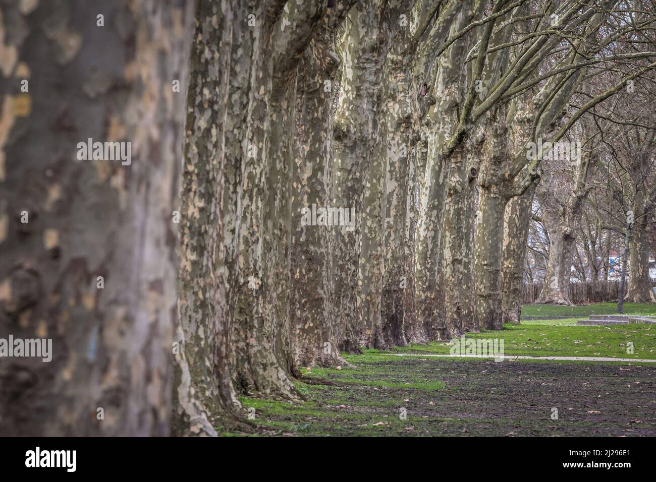 Picture of a row of trees, with a focus on the trunks of plane trees ...