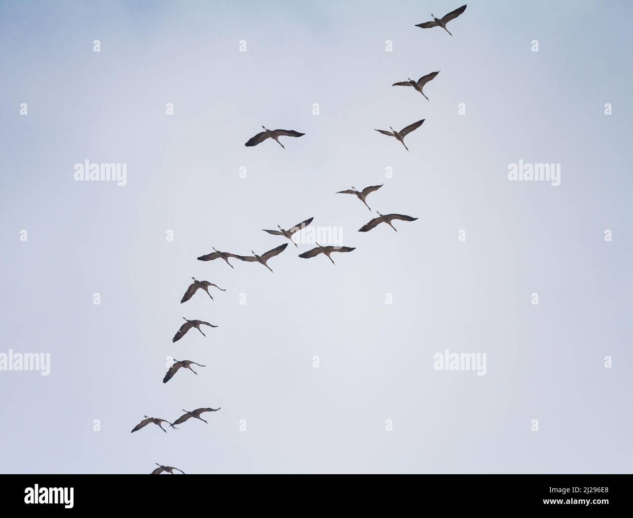 Picture of a v shape flock of birds flying in a blue sky, made of wild ...