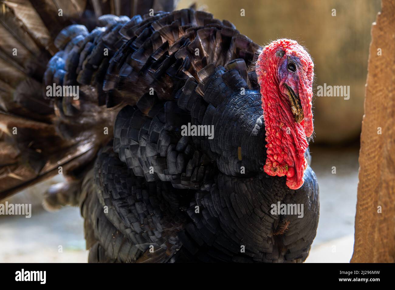 Giant rooster hi-res stock photography and images - Alamy