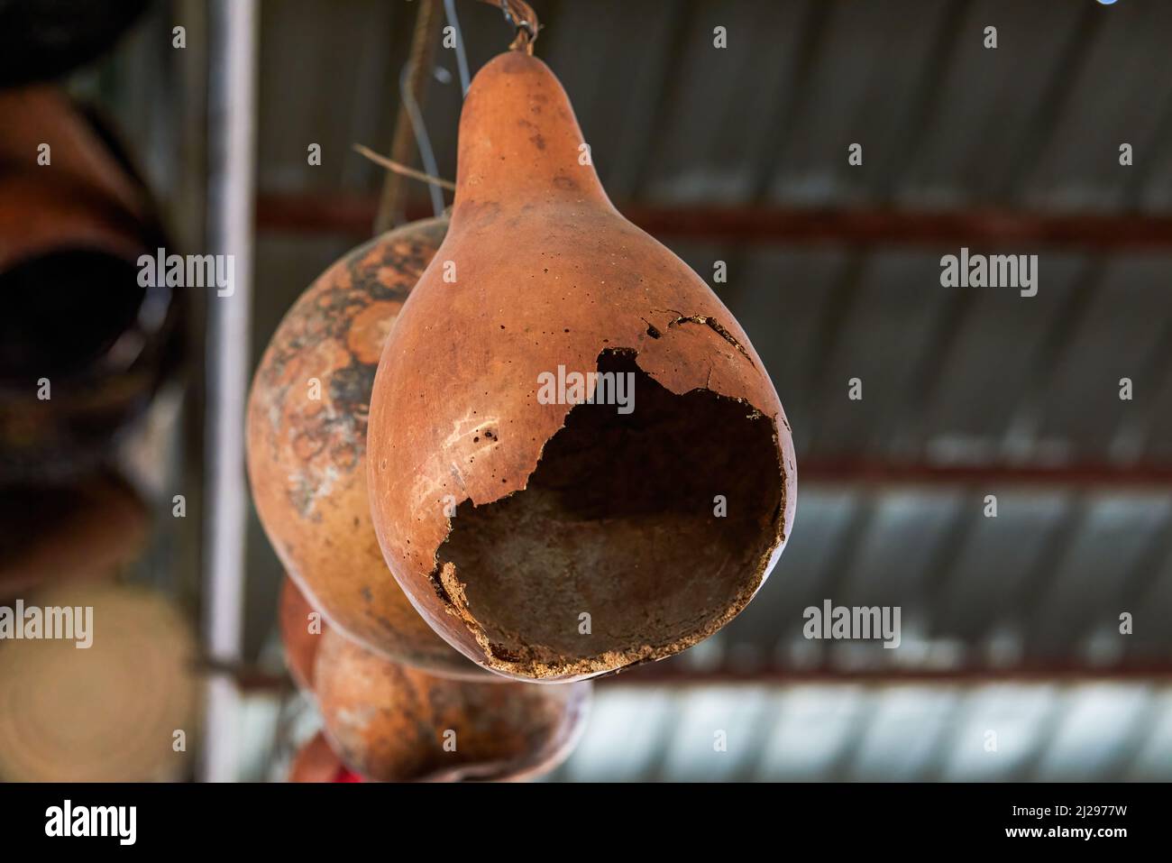 Close-up of a tattered and damaged rotten gourd Stock Photo - Alamy