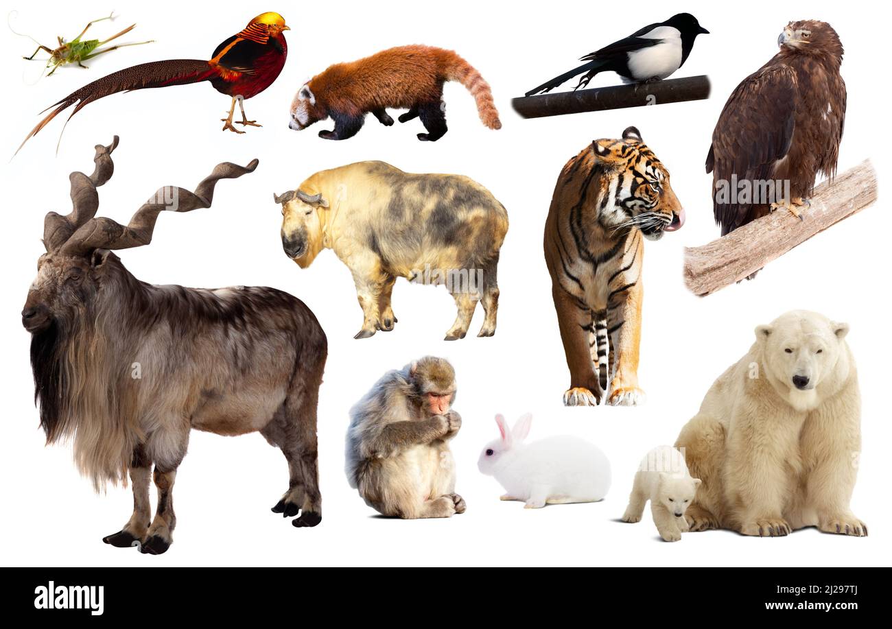 animal collection asia Stock Photo - Alamy