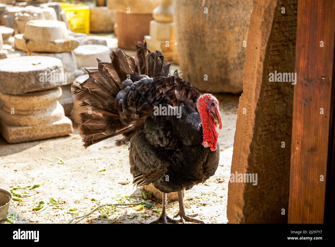 Spirited birds hi-res stock photography and images - Alamy