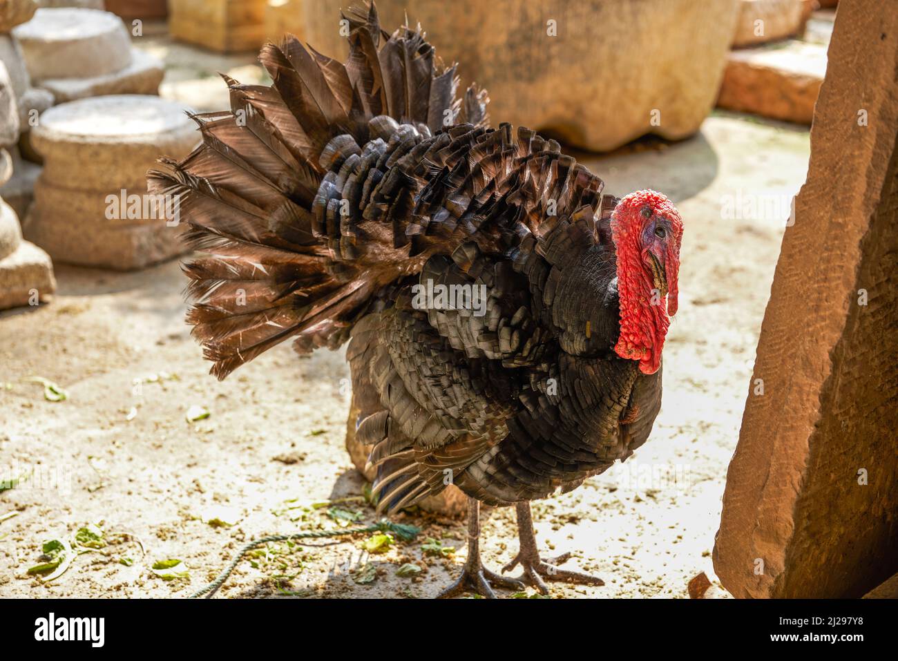 Turkey front view farm hi-res stock photography and images - Alamy