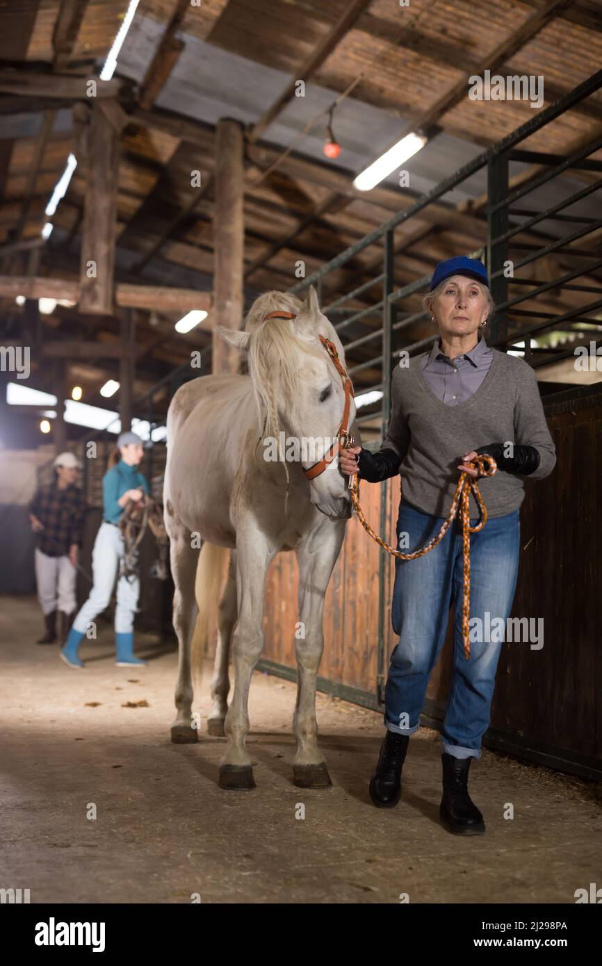 Senior woman horse breeder leading white horse through horse barn Stock ...