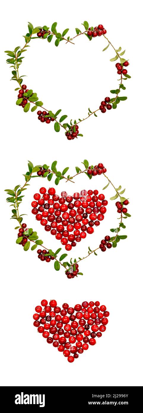 Vertical berry floral ornament, isolated berry hearts on a white ...