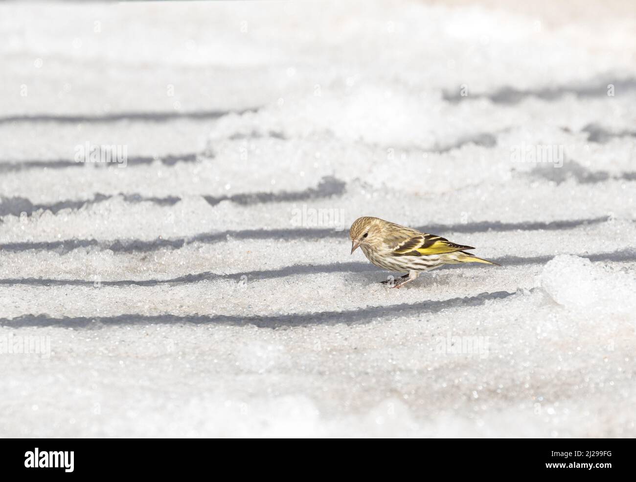 A little Pine Siskin (Spinus pinus) finch standing in the melting snow ...