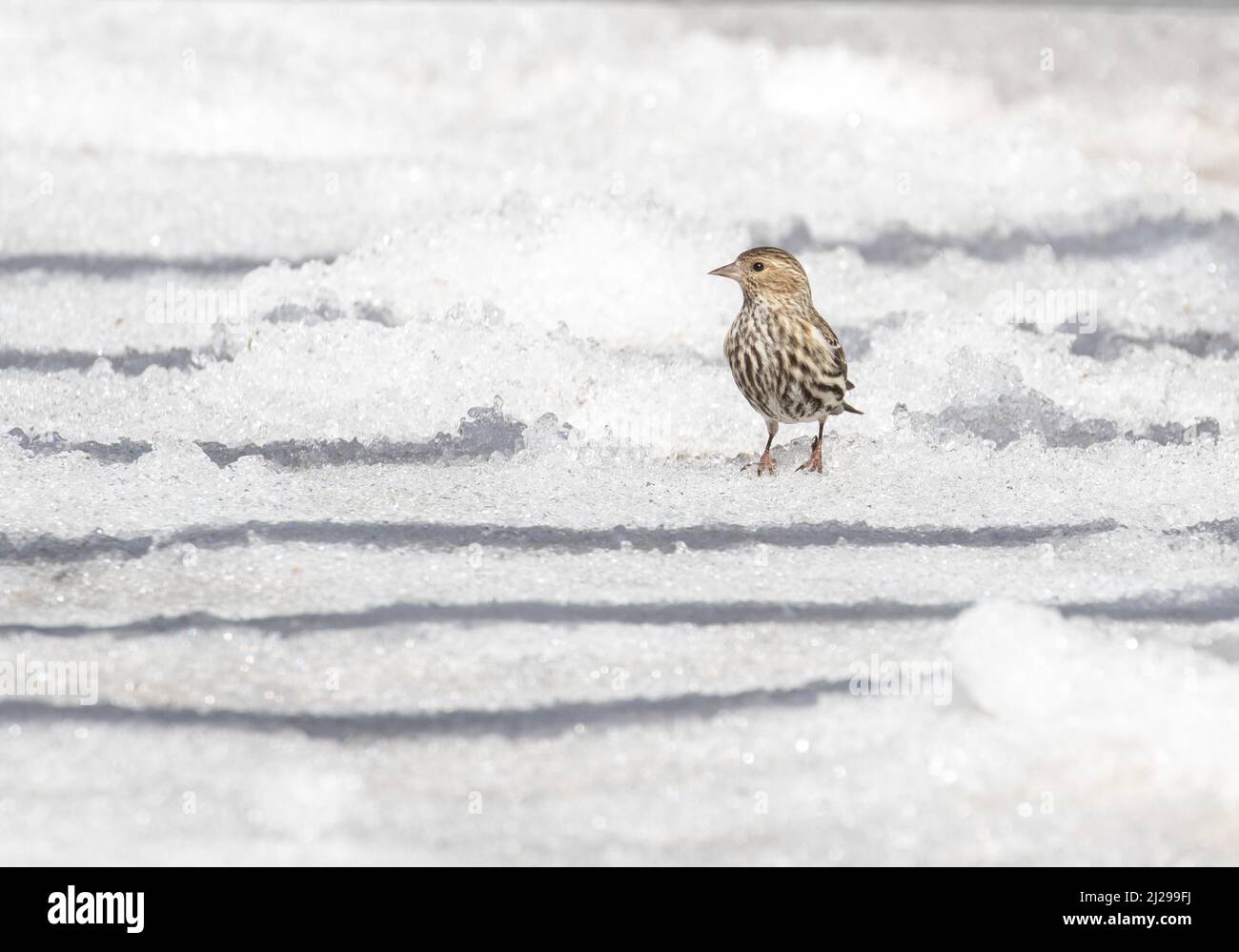 A little Pine Siskin (Spinus pinus) finch standing in the melting snow ...