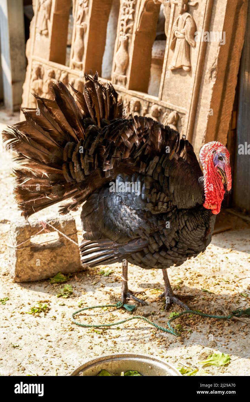 A live turkey in a farm Stock Photo - Alamy
