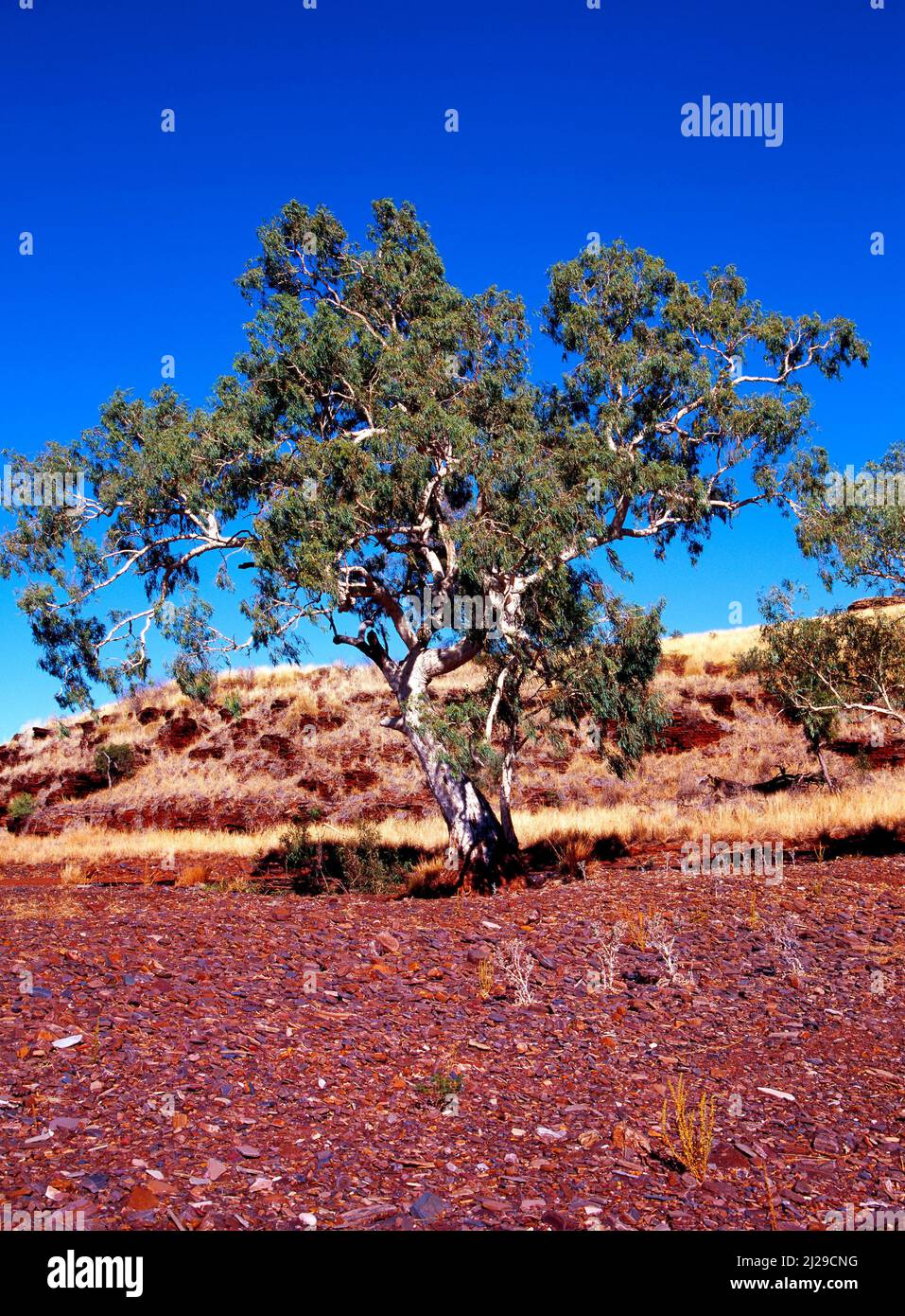 Eucalyptus Gum Tree in outback Australian landscape, Pilbara, Northwest ...