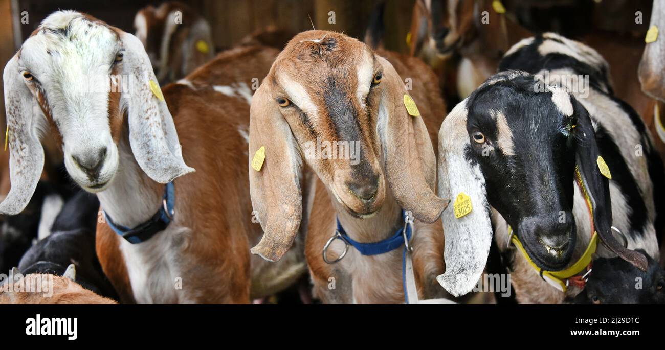 Long legged goat hi-res stock photography and images - Alamy