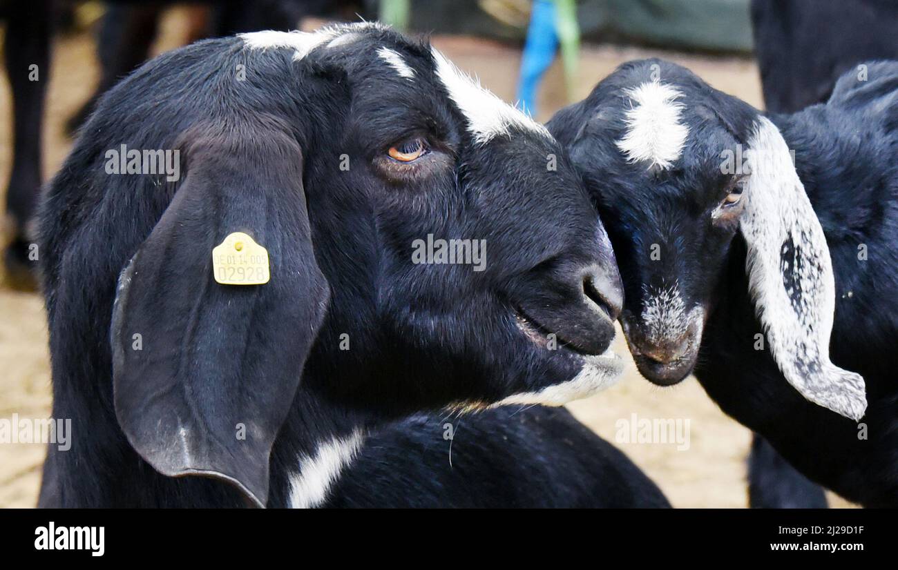 29 March 2022, Saxony, Lichteneichen/ Mügeln: On the organic goat farm ...