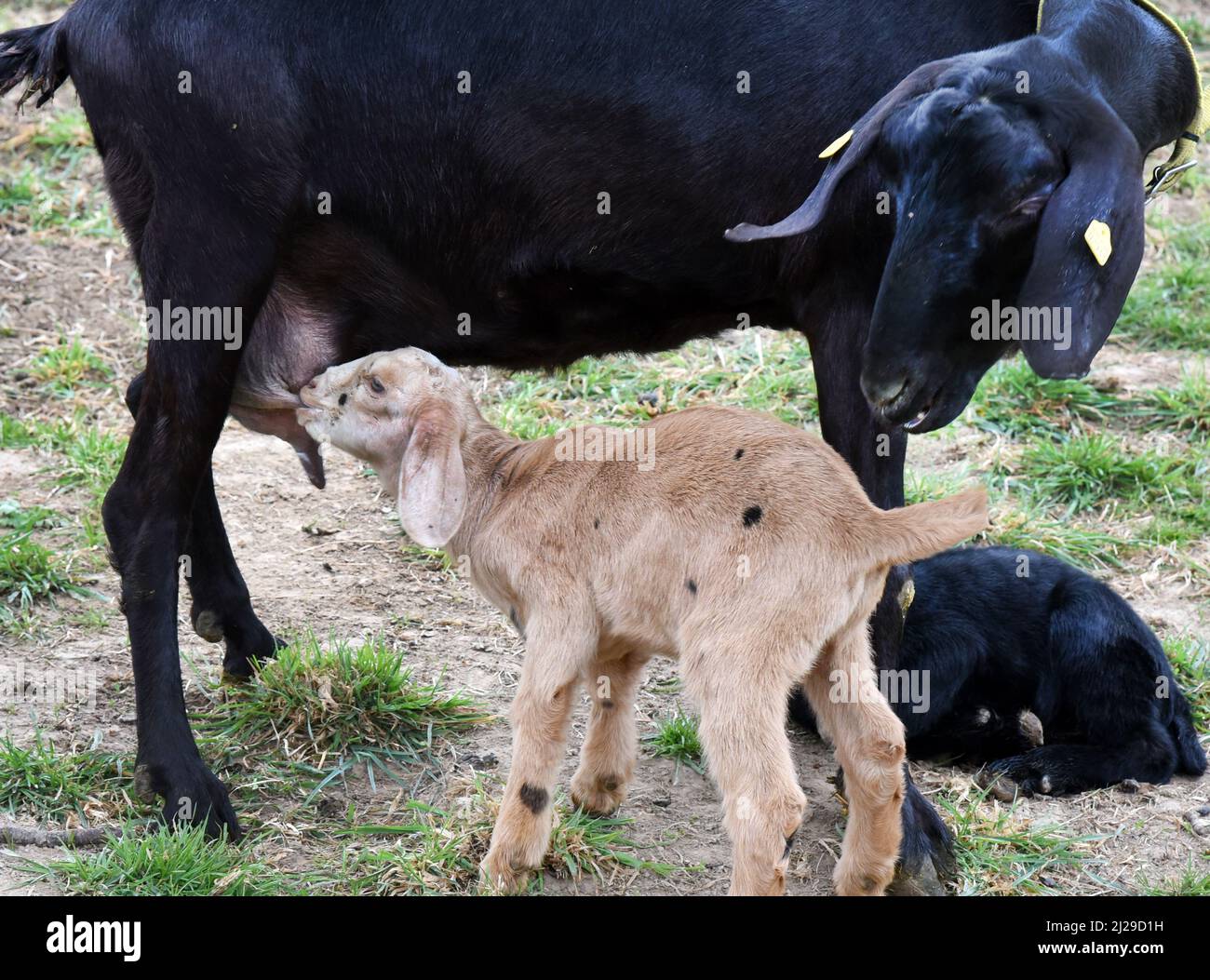 29 March 2022, Saxony, Lichteneichen/ Mügeln: On the organic goat farm ...