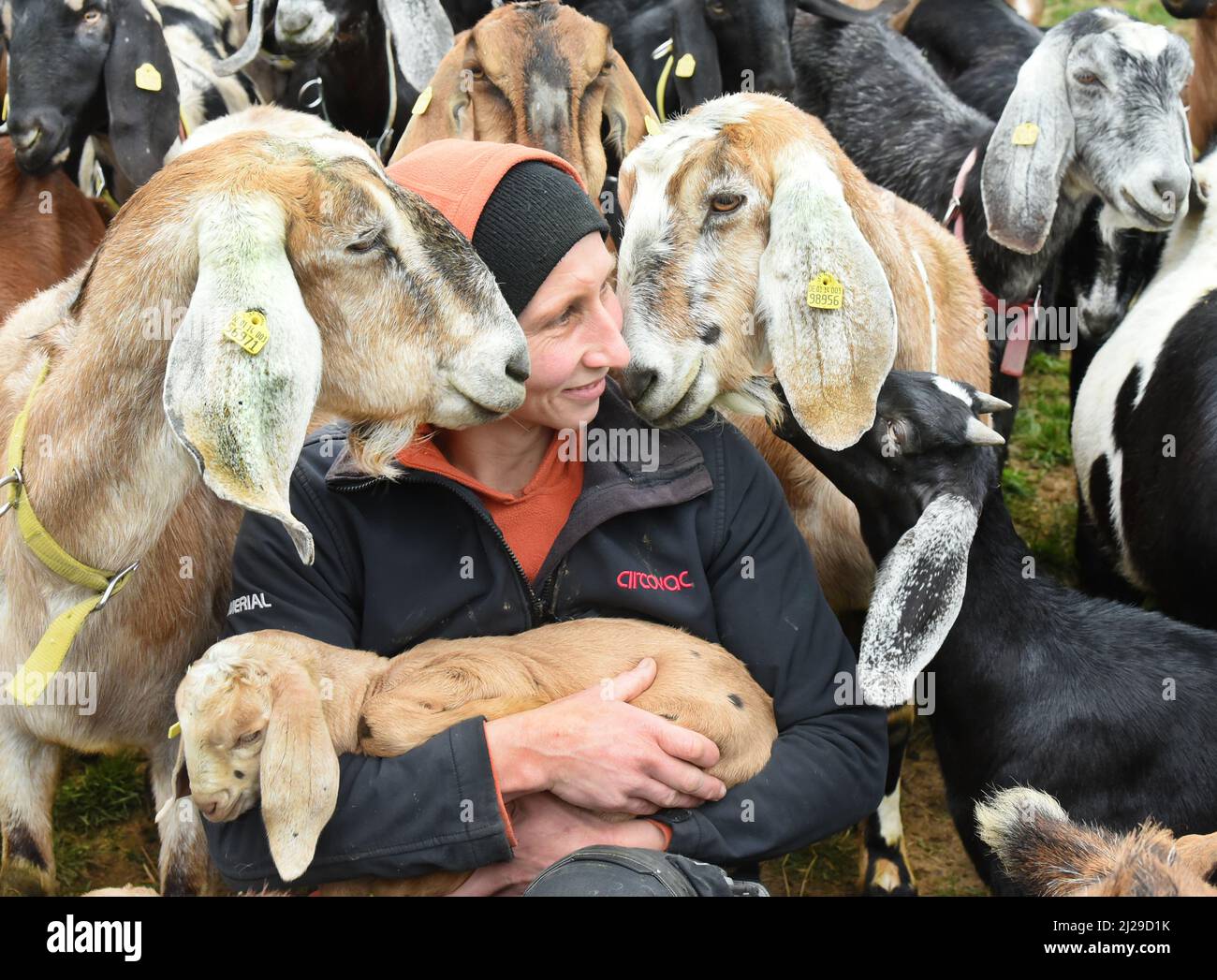 Eight lambs hi-res stock photography and images - Alamy