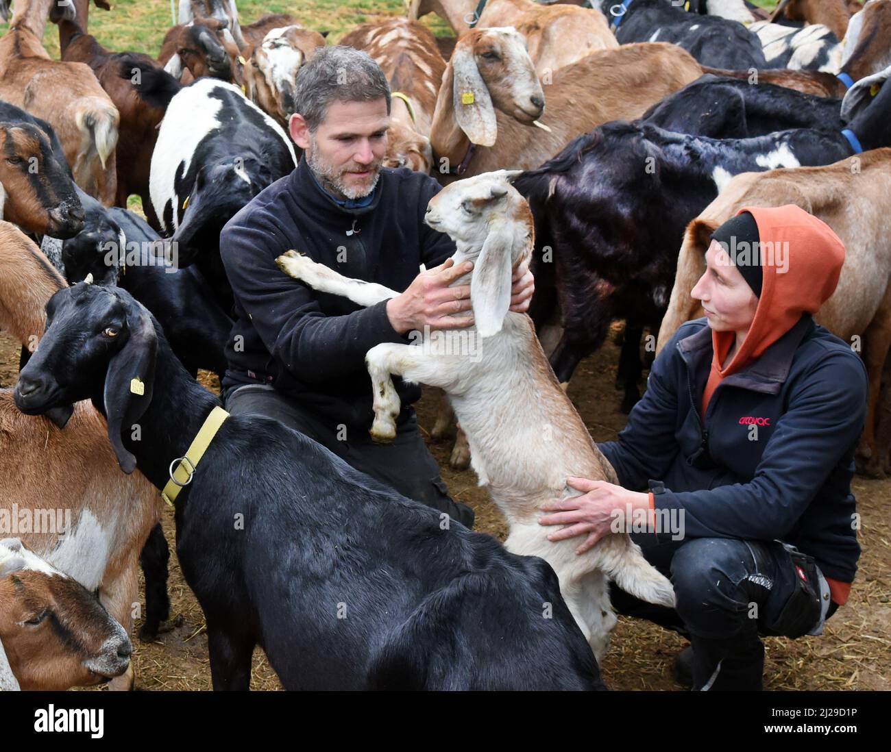 29 March 2022, Saxony, Lichteneichen/ Mügeln: The organic goat farm ...