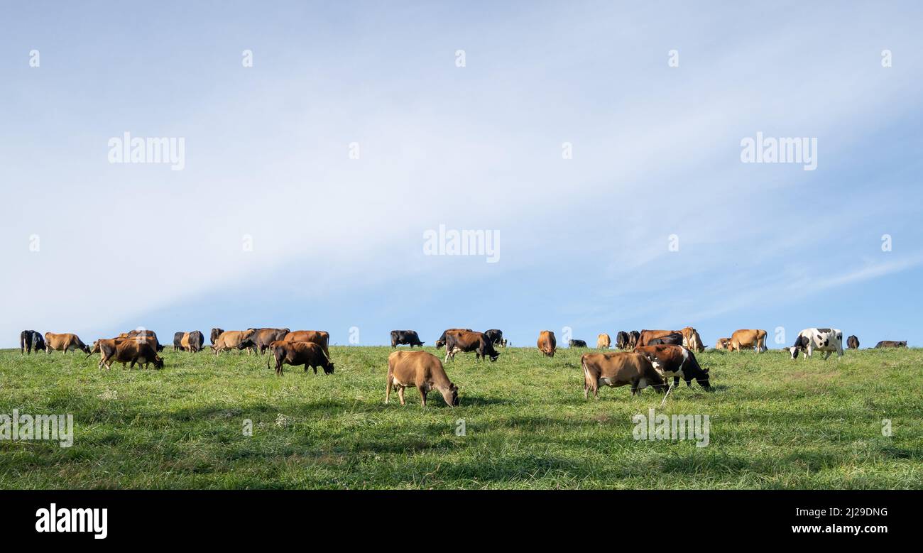 Blue sky with cow hi-res stock photography and images - Alamy