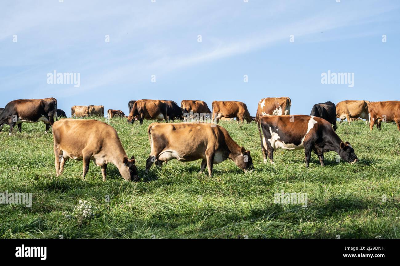 Cows grazing in grassy meadow with a blue sky background Stock Photo ...