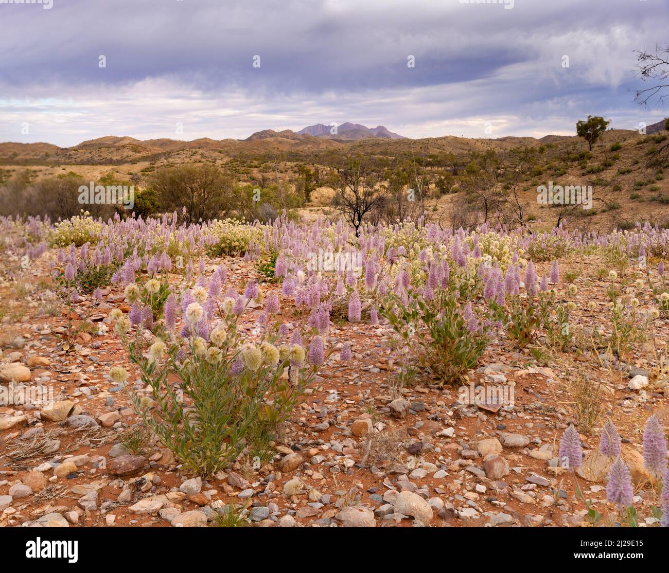Mulla tree hi-res stock photography and images - Alamy