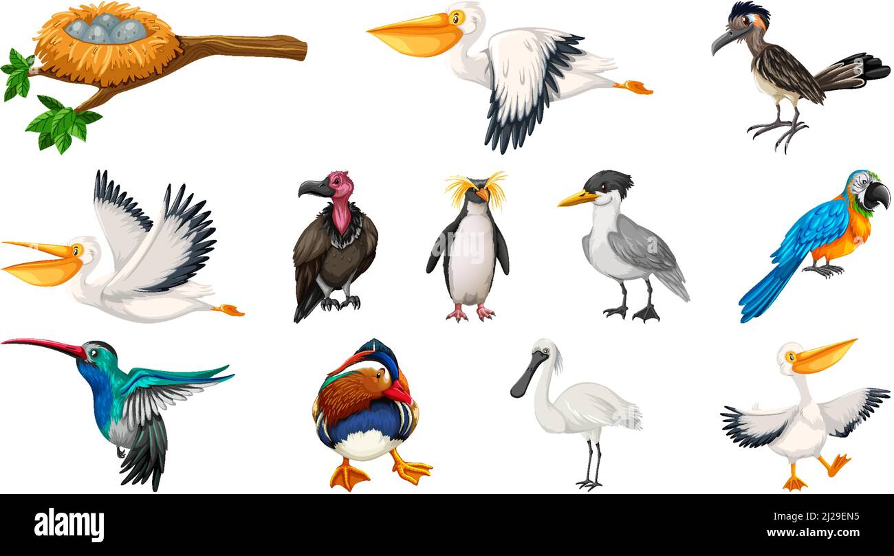 Different kinds of birds collection illustration Stock Vector Image ...