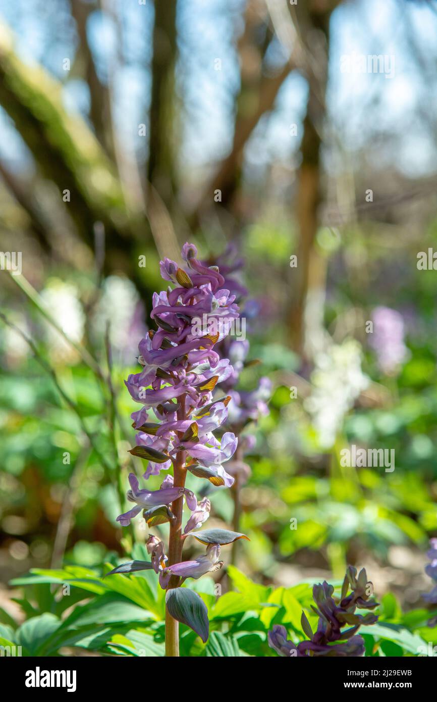 Purple blooming hollow root hi-res stock photography and images - Alamy