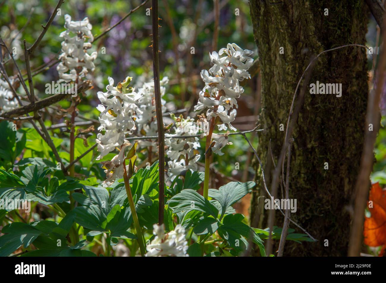 Hollow root corydalis cava blooming hi-res stock photography and images ...