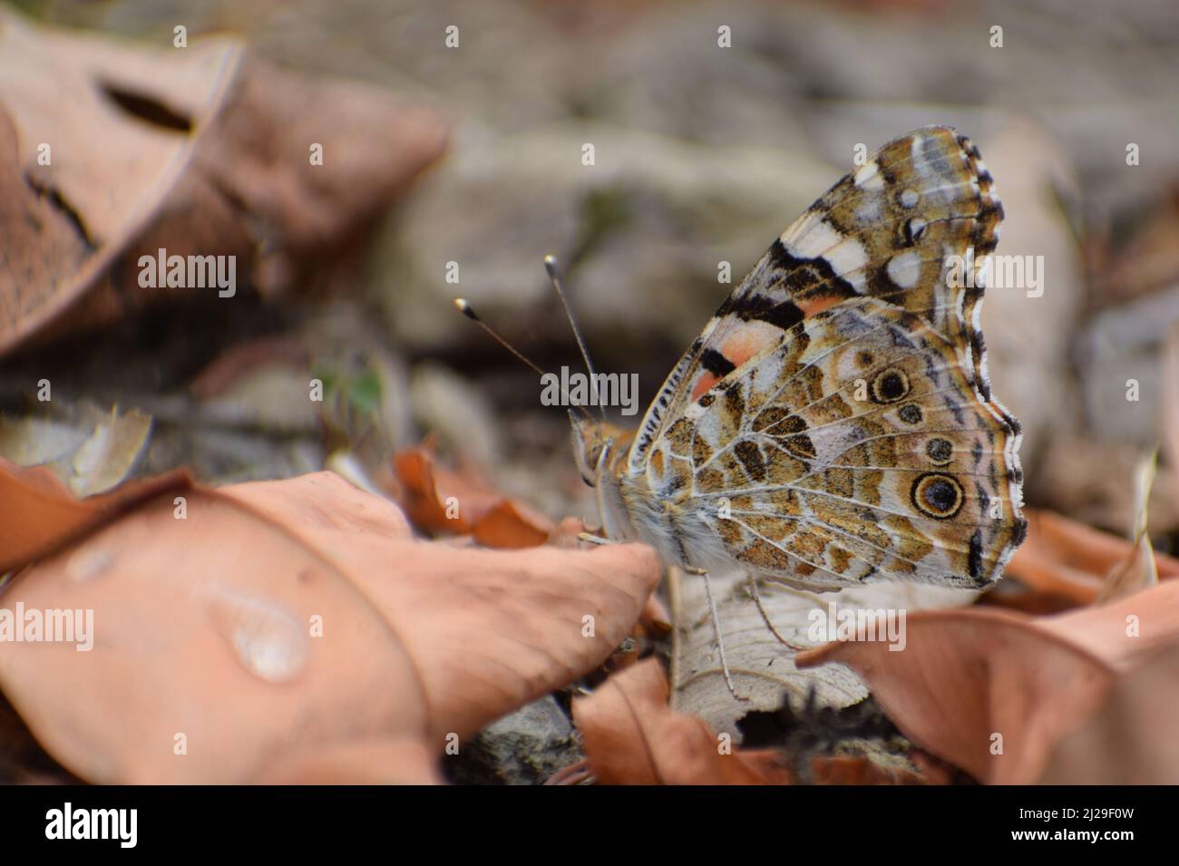 Gorgeous painted lady (vanessa cardui) butterfly Stock Photo - Alamy