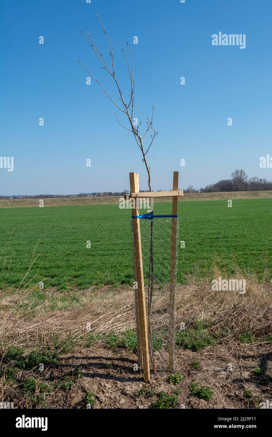 Mesh tree guard protecting young tree from wildlife damage. Seedling or ...