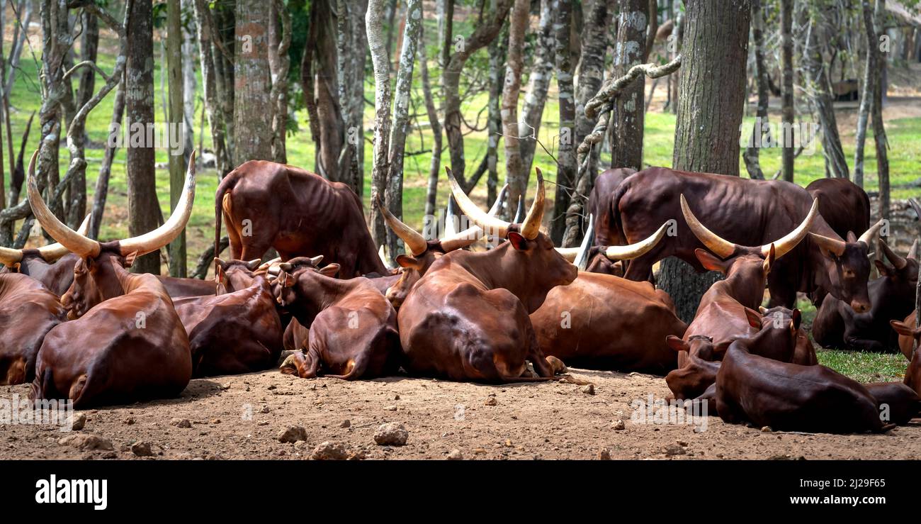 A herd of gaur (Indian bison) in the Vinpearl Safari zoo park. Phu Quoc ...