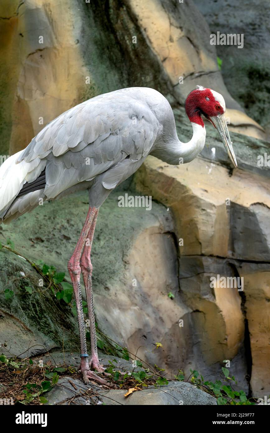 Red-crowned crane in the zoo in Phu Quoc, Vietnam Stock Photo - Alamy