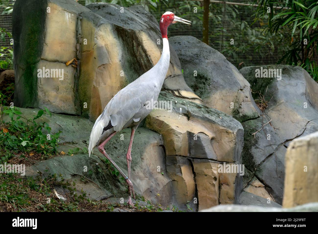 Red-crowned crane in the zoo in Phu Quoc, Vietnam Stock Photo - Alamy