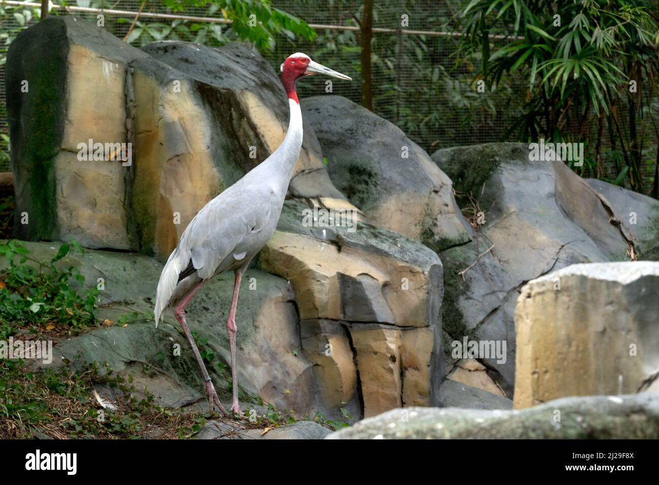Red-crowned crane in the zoo in Phu Quoc, Vietnam Stock Photo - Alamy