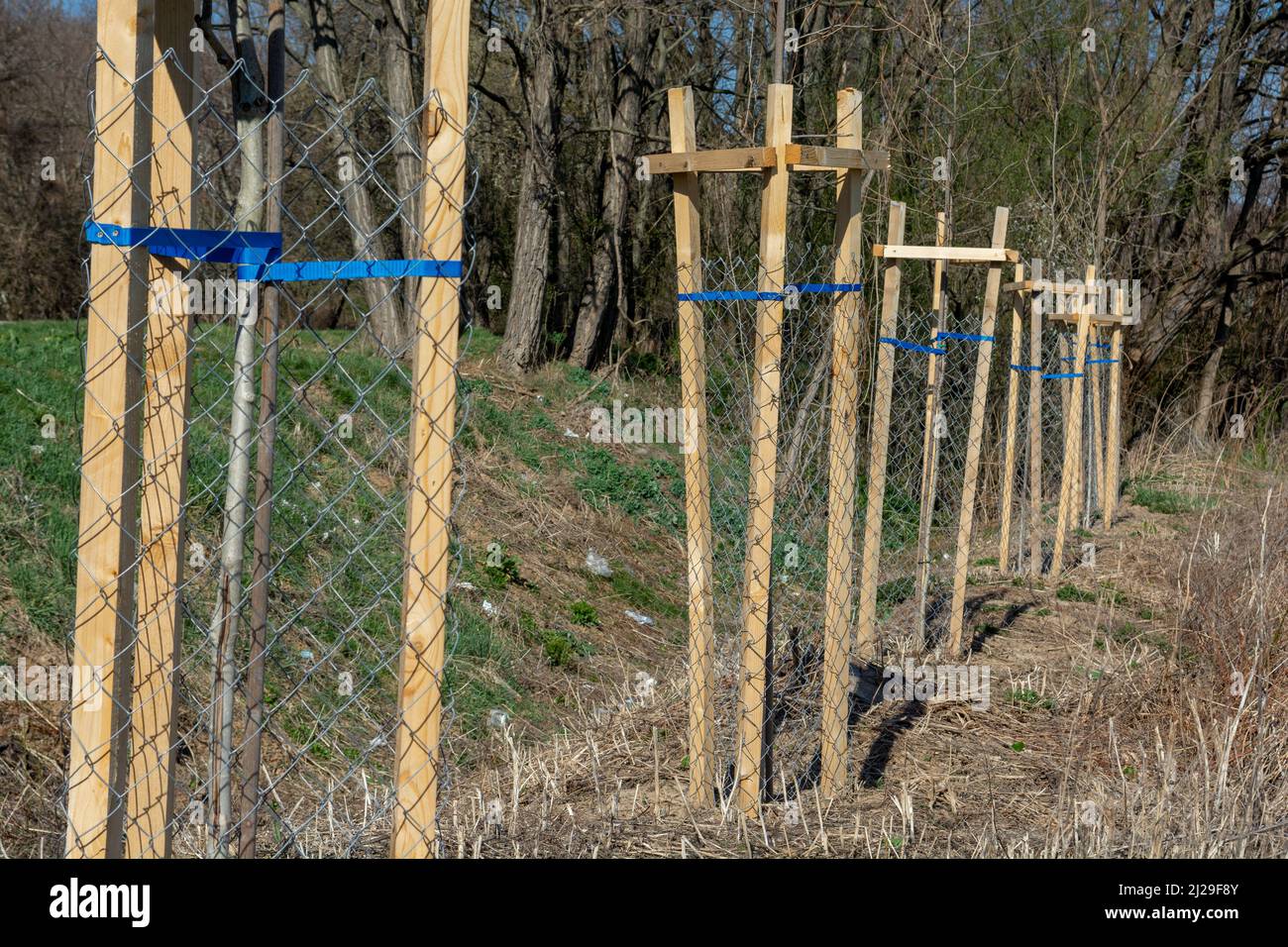Sapling protectors hi-res stock photography and images - Alamy