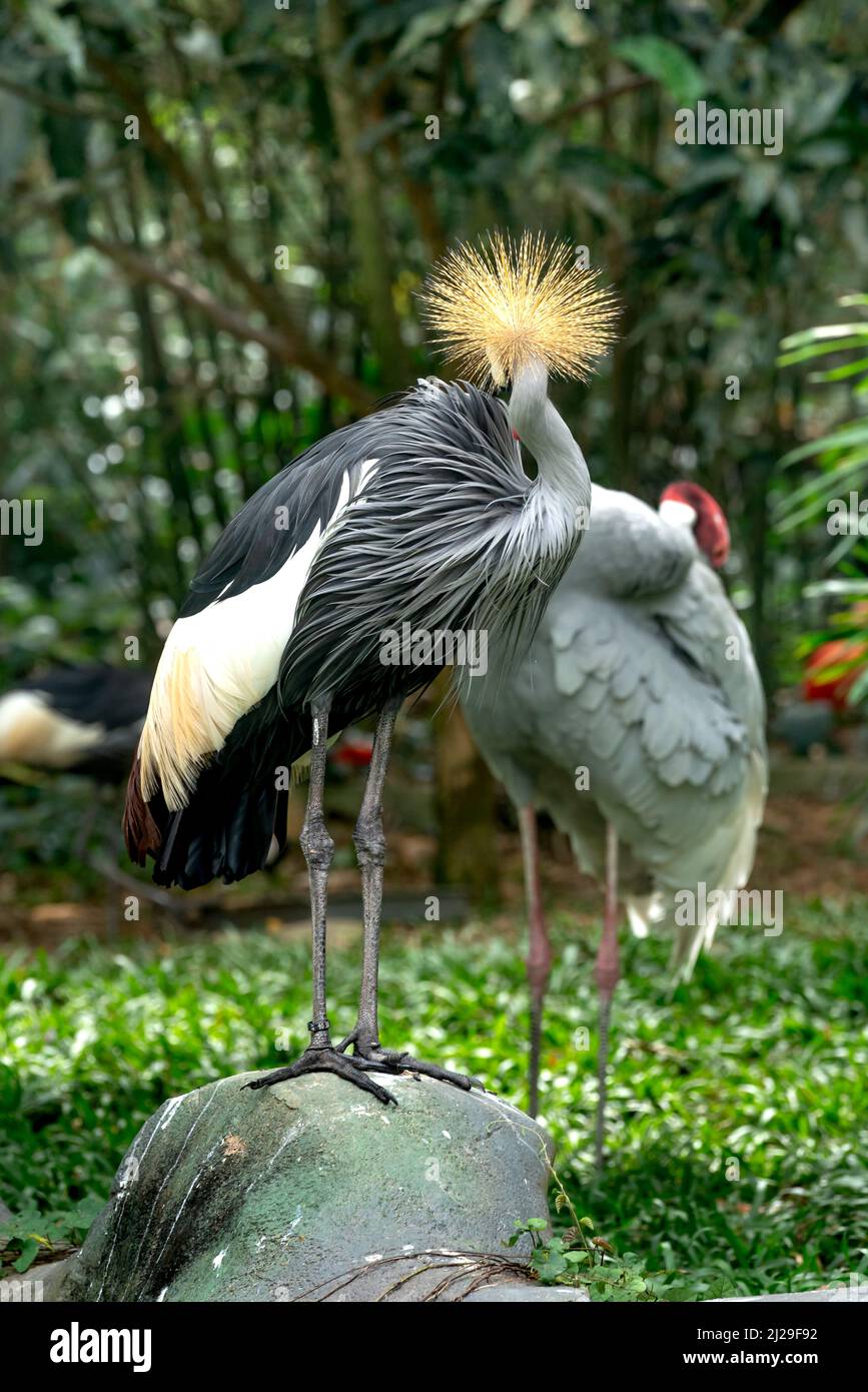 Red-crowned crane in the zoo in Phu Quoc, Vietnam Stock Photo - Alamy
