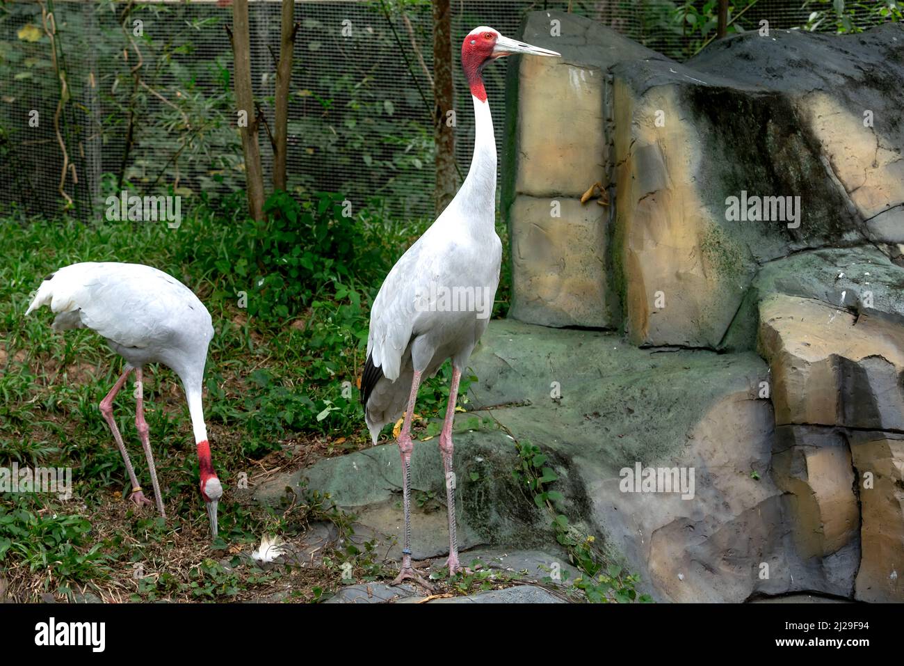 Red-crowned crane in the zoo in Phu Quoc, Vietnam Stock Photo - Alamy