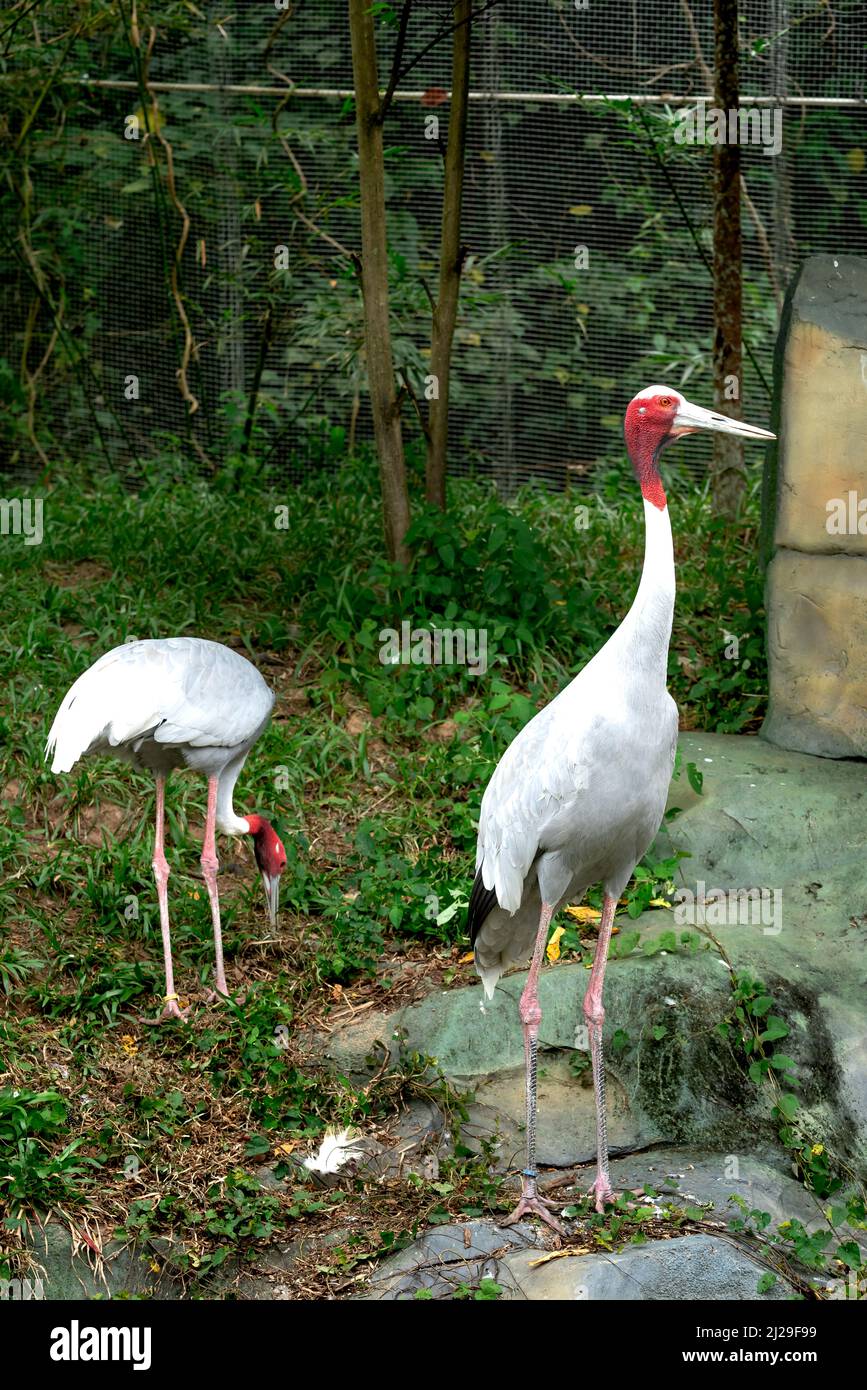Red-crowned crane in the zoo in Phu Quoc, Vietnam Stock Photo - Alamy