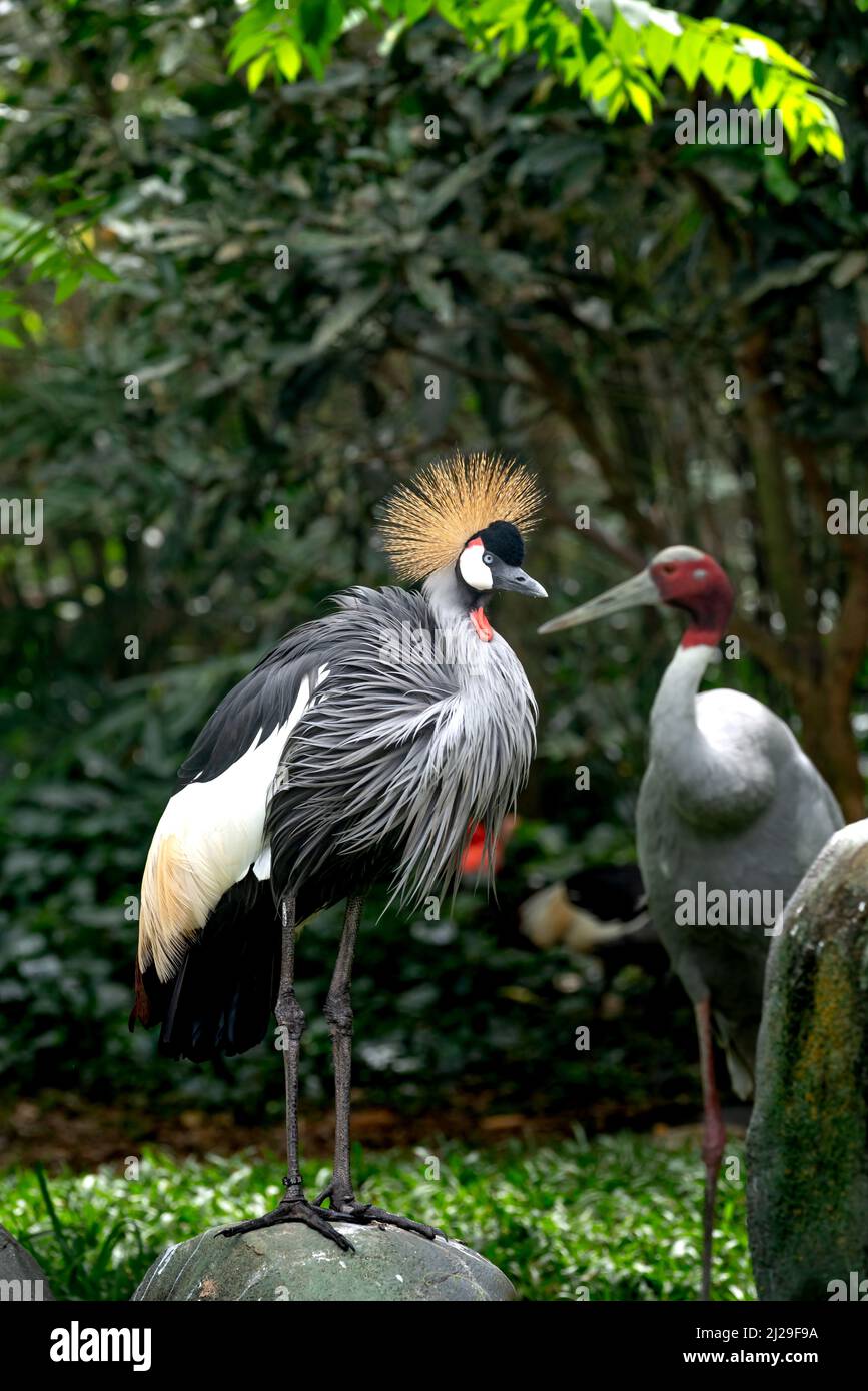 Red-crowned crane in the zoo in Phu Quoc, Vietnam Stock Photo - Alamy