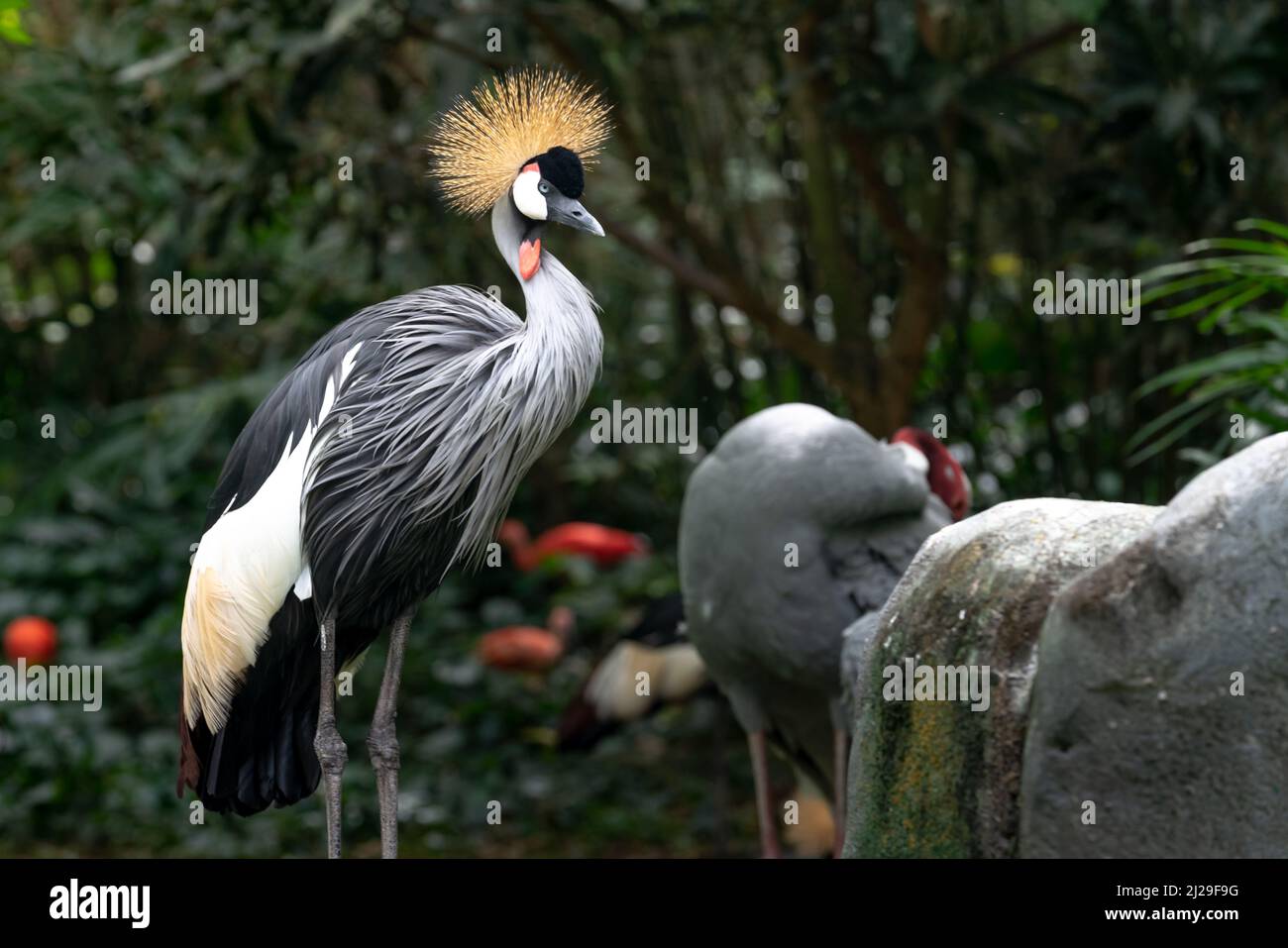 Red-crowned crane in the zoo in Phu Quoc, Vietnam Stock Photo - Alamy