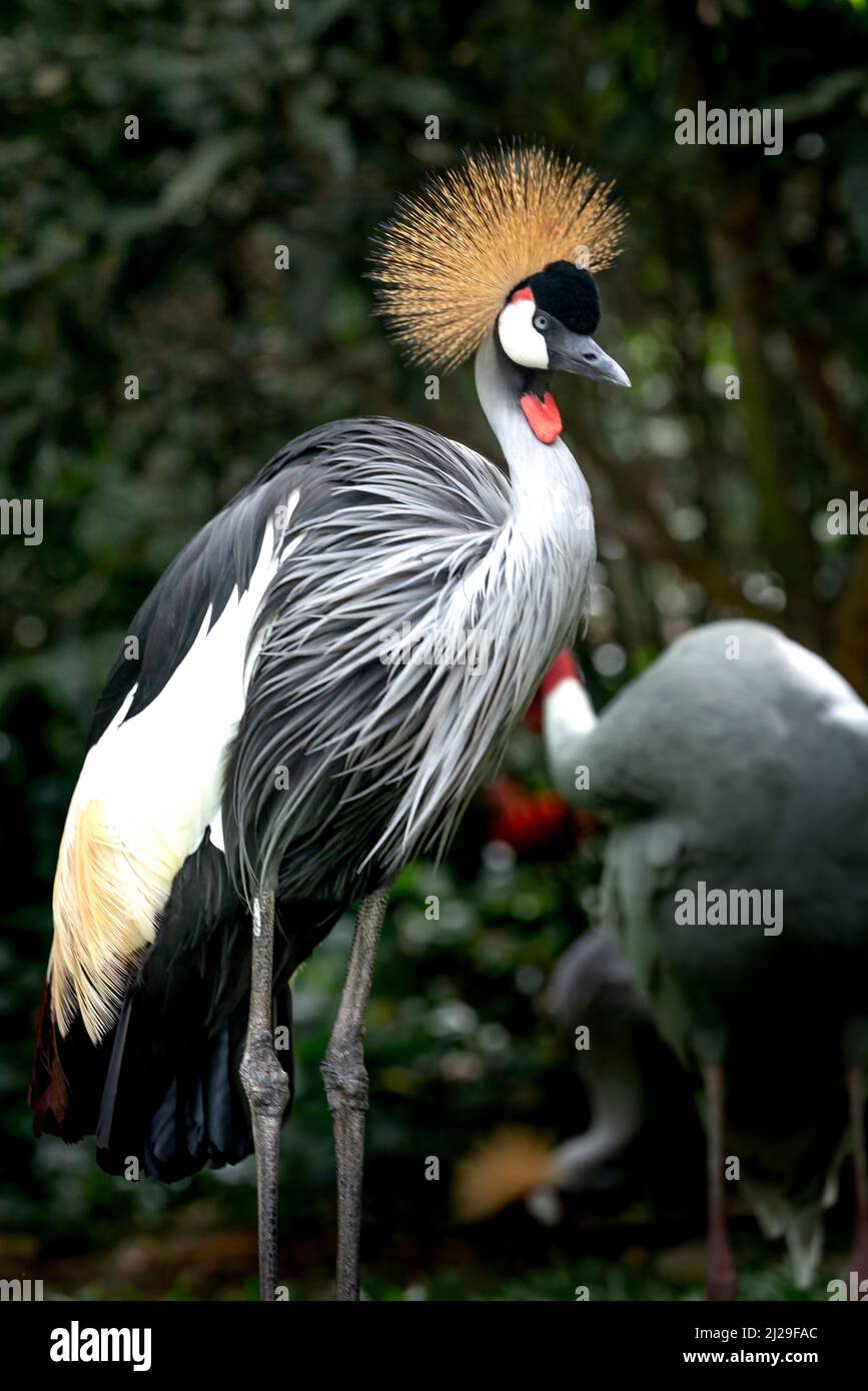 Red-crowned crane in the zoo in Phu Quoc, Vietnam Stock Photo - Alamy