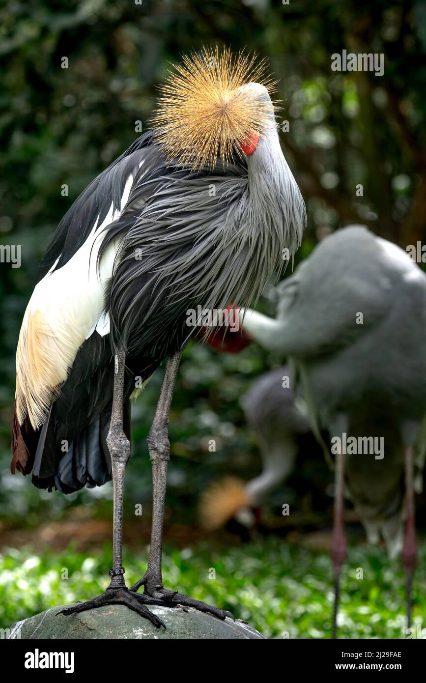 Red-crowned crane in the zoo in Phu Quoc, Vietnam Stock Photo - Alamy