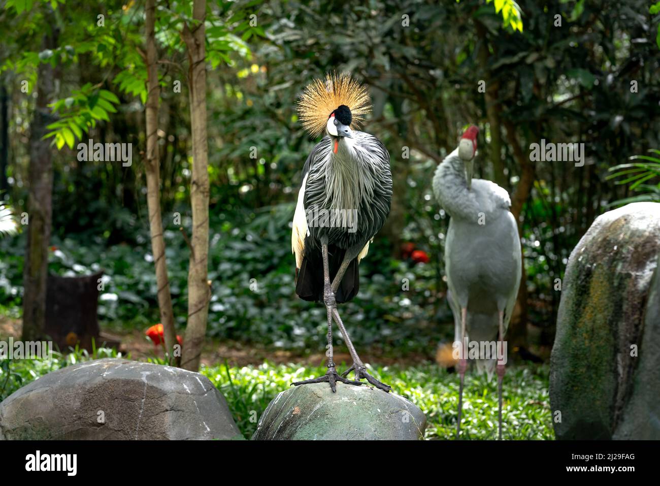 Red-crowned crane in the zoo in Phu Quoc, Vietnam Stock Photo - Alamy