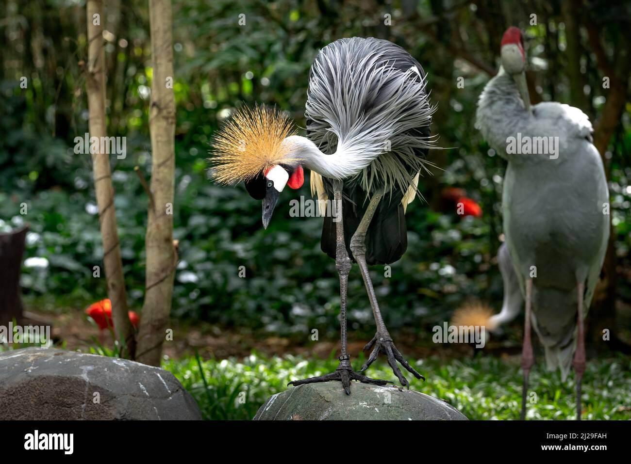 Red-crowned crane in the zoo in Phu Quoc, Vietnam Stock Photo - Alamy