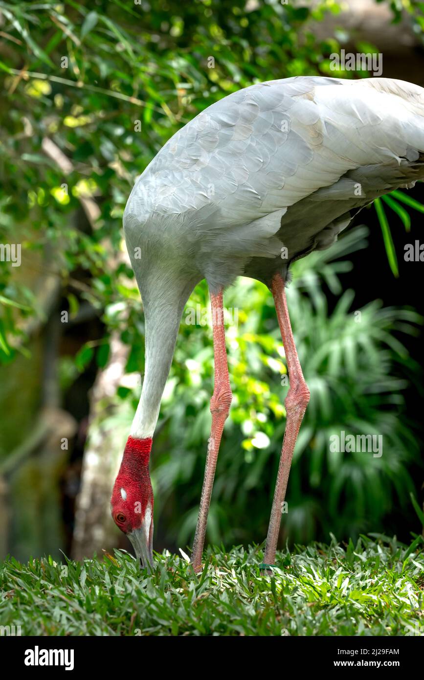 Red-crowned crane in the zoo in Phu Quoc, Vietnam Stock Photo - Alamy
