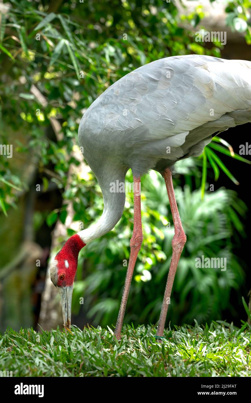 Red-crowned crane in the zoo in Phu Quoc, Vietnam Stock Photo - Alamy