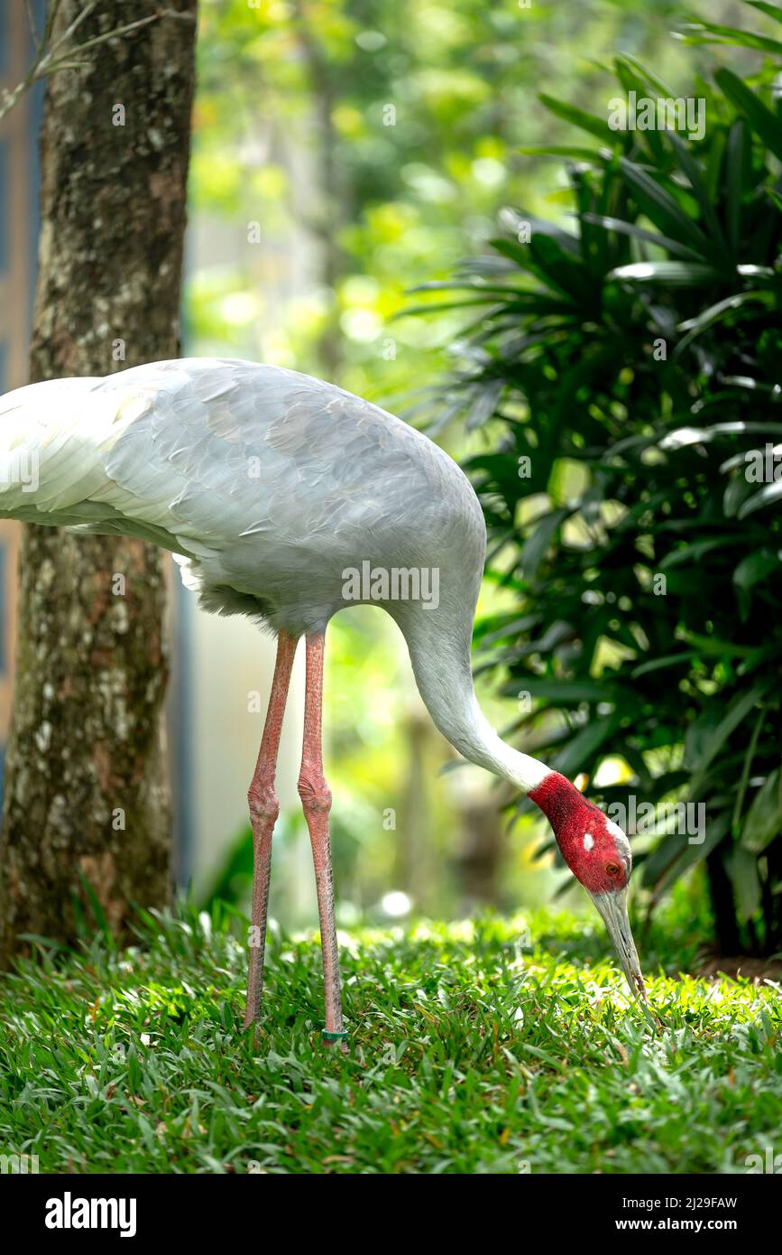 Red-crowned crane in the zoo in Phu Quoc, Vietnam Stock Photo - Alamy