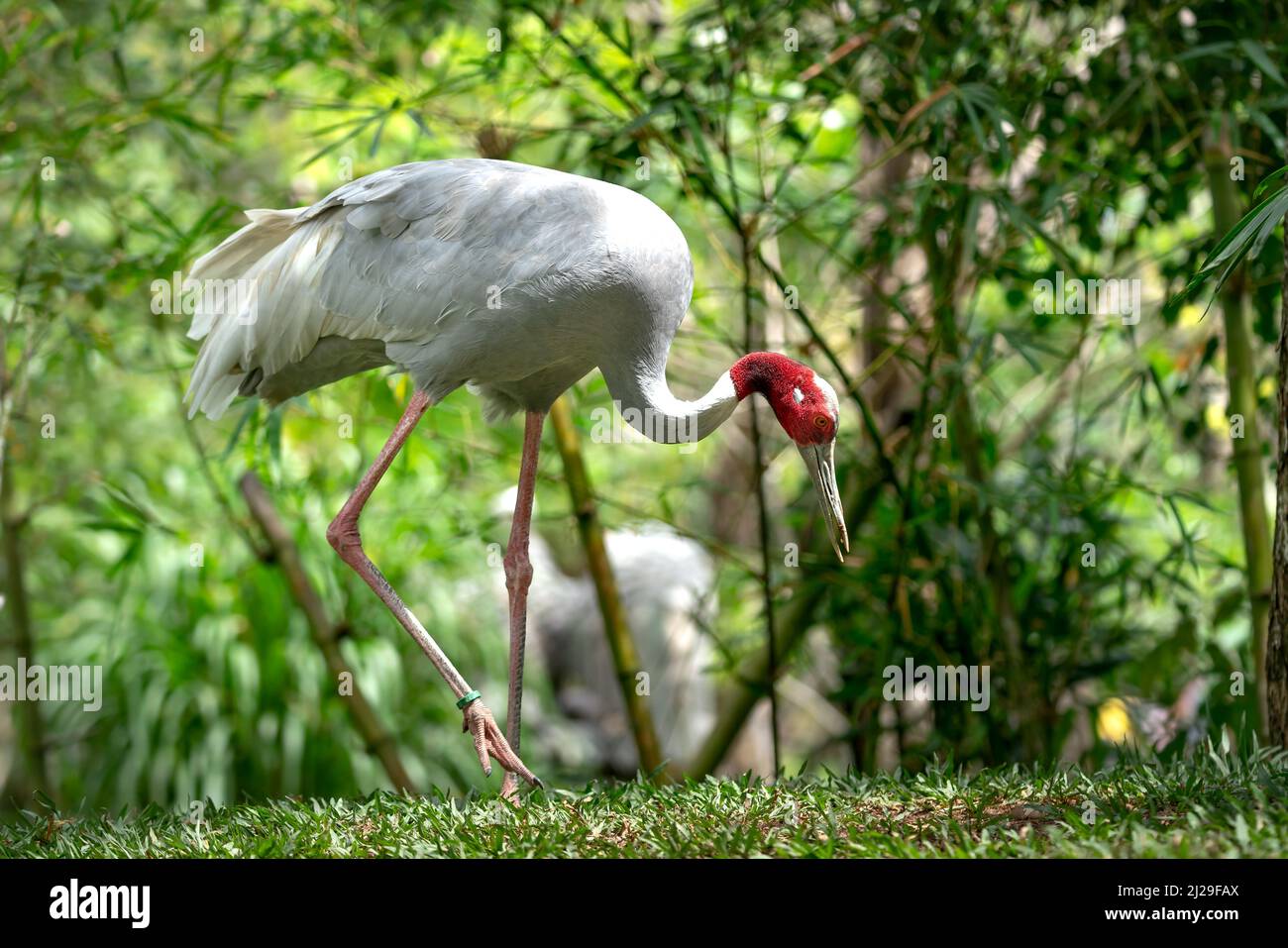 Red-crowned crane in the zoo in Phu Quoc, Vietnam Stock Photo - Alamy