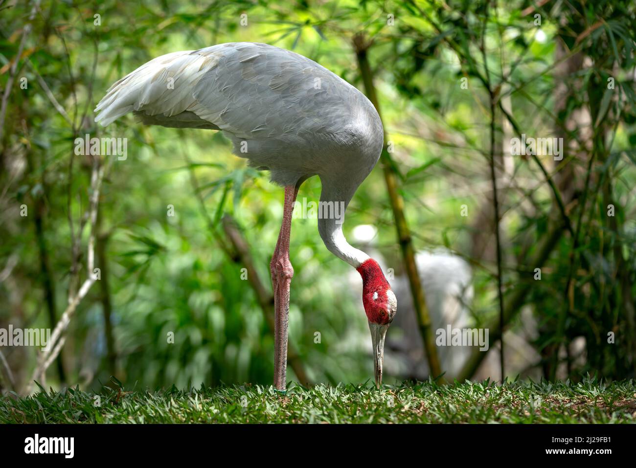 Red-crowned crane in the zoo in Phu Quoc, Vietnam Stock Photo - Alamy